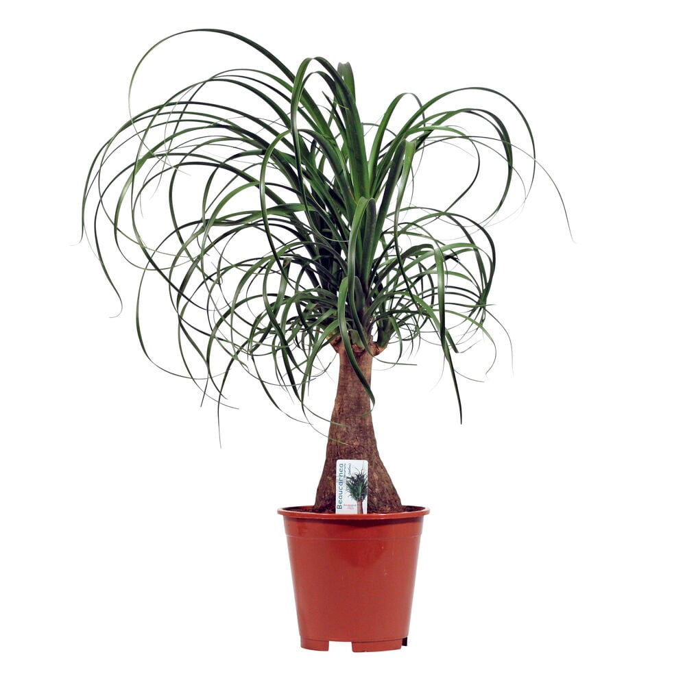 Pullojukka | Rusta.com