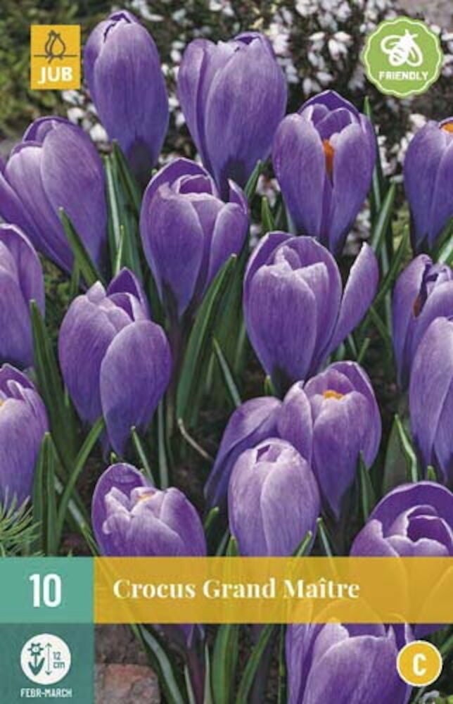 Blomsterlök Crocus Grand Maitre | Rusta.com