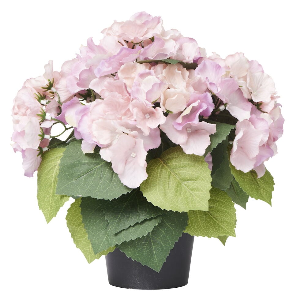 Krukväxt Hortensia | Rusta.com