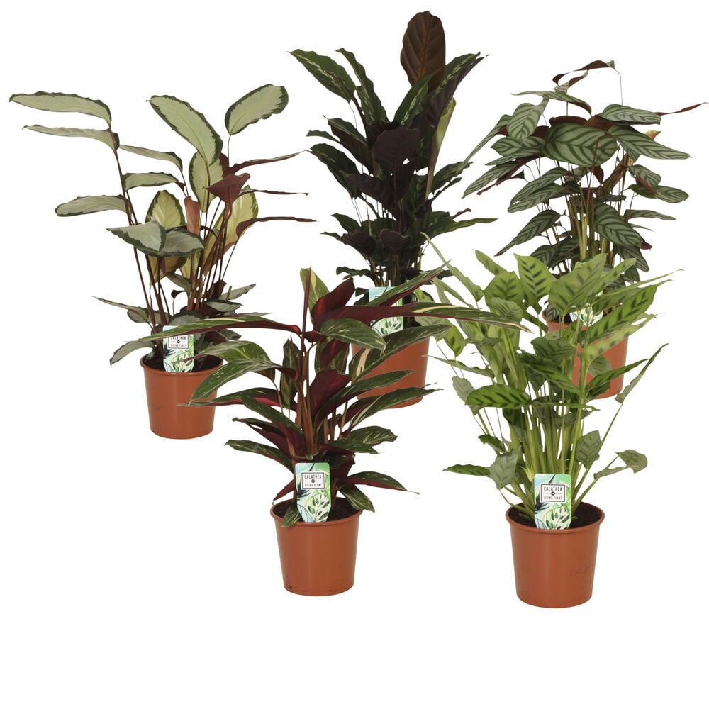 Viherkasvit | Rusta.com